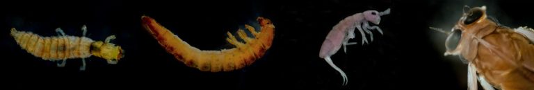 Freshwater Benthos - Biologica