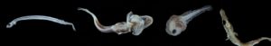 Ichthyoplankton - Biologica