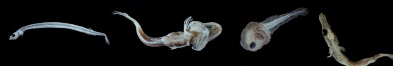 Ichthyoplankton - Biologica