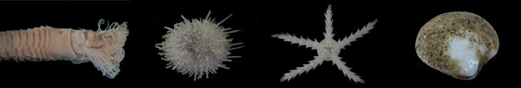 Marine Benthos - Biologica