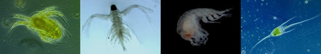 Zooplankton - Biologica